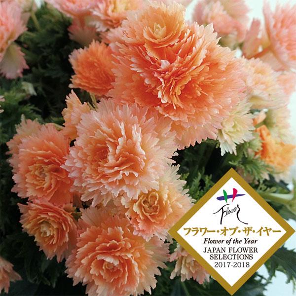 豪華で美しい、大輪のエラチオールベゴニアです。花の縁に切れ込みが入り雪の結晶のような花形で、花色がグリーンからオレンジに変化します。花持ちも抜群に良いです。2017春豊明花き市場のコンテストの一般審査でベストプランツを受賞した話題の品種。 ...