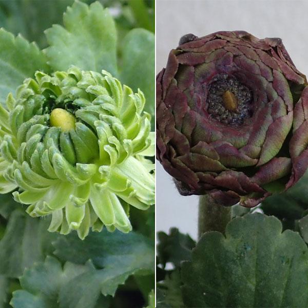 アラクネJr.は緑系のシックな花色のラナンキュラス。ライムグリーンからグリーン、赤色がかる花など、株により花色には個体差があります。アンティークカラーの寄せ植えにもおすすめ！※詳しい商品説明は下のほうに記載があります