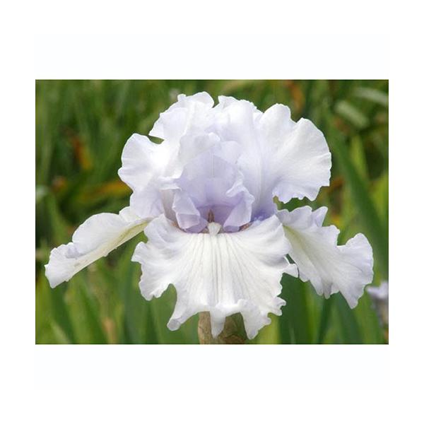 ★入荷から日数が経ったためセール価格となりました。商品の状態は画像と異なる場合があります。★光あふれる虹の花、ジャーマンアイリス。地中海地方原産で、花上部のひらひらが大きいのが特徴です。ほとんどの品種に、それぞれ固有の素晴らしい香りがありま...
