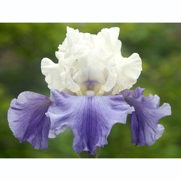 ★入荷から日数が経ったためセール価格となりました。商品の状態は画像と異なる場合があります。★光あふれる虹の花、ジャーマンアイリス。地中海地方原産で、花上部のひらひらが大きいのが特徴です。ほとんどの品種に、それぞれ固有の素晴らしい香りがありま...