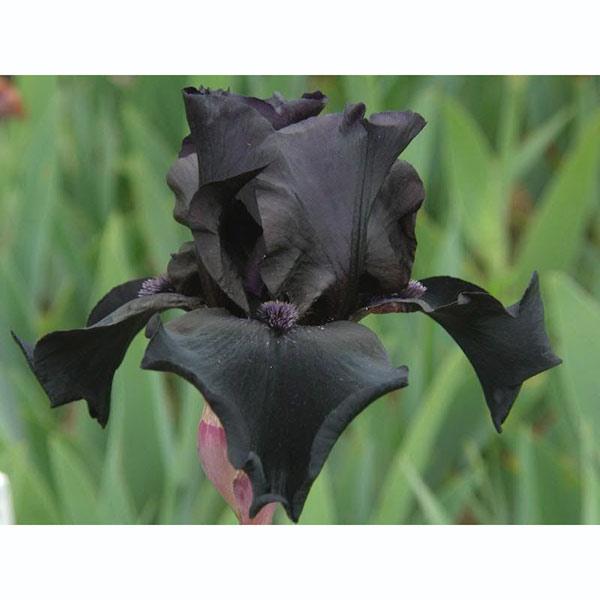 光あふれる虹の花、ジャーマンアイリス。地中海地方原産で、花上部のひらひらが大きいのが特徴です。ほとんどの品種に、それぞれ固有の素晴らしい香りがあります。乾いた土質を好むので、水遣りなどの管理も容易です。開花は5〜6月です。美しい花の世界をお...