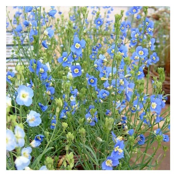 ヘリオフィラは魅力的なブルーの小さな花をたくさん咲かせる南アフリカ原産の草花です。野の花のような自然な風情で目の覚めるような鮮やかな青い花が印象的です。花壇や鉢植えにおすすめです。※詳しい商品説明は下のほうに記載があります