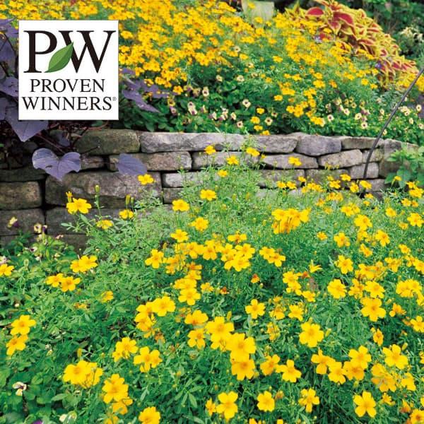 開花期が非常に長い栄養系レモンマリーゴールド。従来のレモンマリーゴールドは、秋〜早春の開花で草丈も非常に高くなりますが、ゴールドメダルは、ほぼ周年お花を楽しめ、伸びすぎずコンパクトにまとまるので、庭植えはもちろん鉢植えでもバランスよく楽しめ...