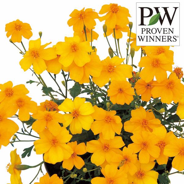 開花期が非常に長い栄養系レモンマリーゴールド。従来のレモンマリーゴールドは、秋〜早春の開花で草丈も非常に高くなりますが、ゴールドメダルは、ほぼ周年お花を楽しめ、伸びすぎずコンパクトにまとまるので、庭植えはもちろん鉢植えでもバランスよく楽しめ...