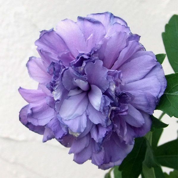 夏を彩る代表的な花木で、ハイビスカスの仲間です。初夏から長期にわたり、夏空に向かって鮮やかに開花します。花は1日花ですが、枝の下のほうから次々に途切れることなく開花してくれます。個性あるれる品種が多く、花色や花形のバラエティが豊富です。暑さ...