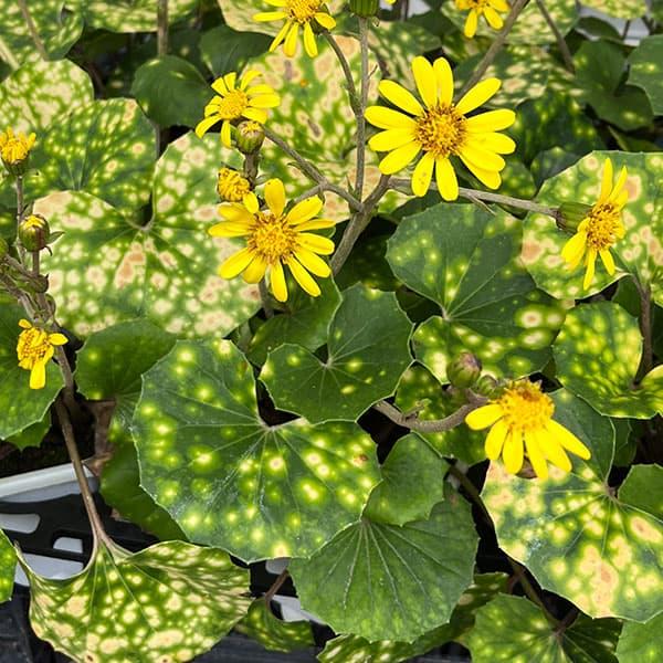 天星は鮮やかな黄色の星斑が入る品種で、通年を通して斑が楽しめますが、特に6〜7月頃に最も多く入ります。軸は赤みがあり葉が厚めです。キンモンツワブキ、星斑ツワブキとも呼ばれます。星斑品種「天の川」から、より星斑が多く鮮明で葉に光沢があり葉肉が...