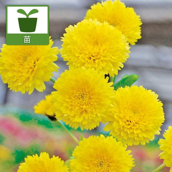 美食菊は愛知県が主産地でお刺身などに添えられる「つま菊」の仲間。料理に華を添える食用菊です。アザミ咲きの花びらが特徴的。小さめの花だから従来のつま菊のように飾りとしてお使いいただいたり、お料理と一緒に食べて食感を楽しんでください。星のかけら...