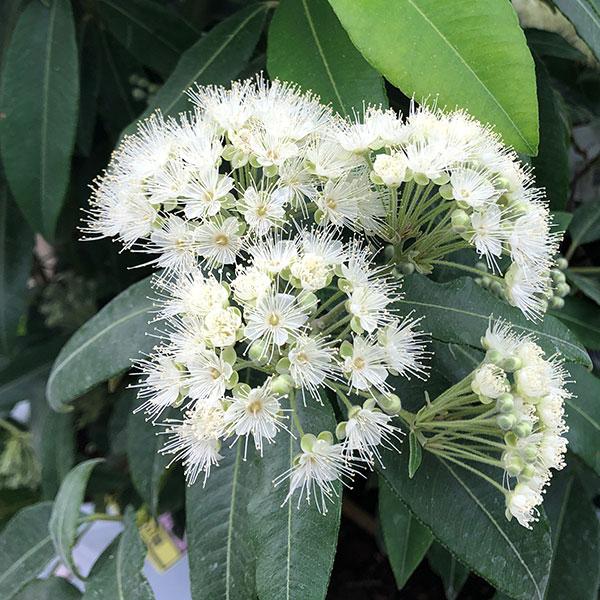 レモンマートルは「レモンよりレモンの香りがする」といわる、オーストラリア原産の常緑樹。さわやかな香りのする葉はハーブティーやハーブオイルとして利用されています。ブリスベンからケアンズの間の熱帯雨林に原生しているフトモモ科の常緑高木です。幼木...