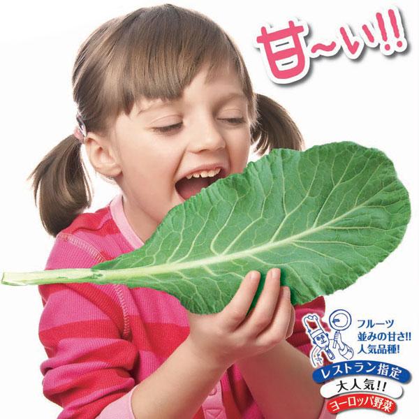 【発売日：2026年08月27日】白い茎（葉柄や葉脈）の部分に糖度がのる。緑の葉は、苦みが極少ない。フルーツなしでも甘いケール100％青汁ができる。苦くないので、料理レシピが豊富。シチュー、スープ、具だくさん味噌汁、お鍋などに入れてスープご...
