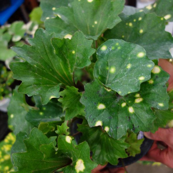 舞扇（マイオウギ）は石化系のツワブキ。桜の咲くころから夏ころまでに出てくる芽が石化（平たい帯状や扇状になる）します。葉には星斑と切れ込みが入ります。ツワブキは日本人にはなじみの深い定番品種です。清楚で落ち着いた感じの花を咲かせます。丈夫で日...