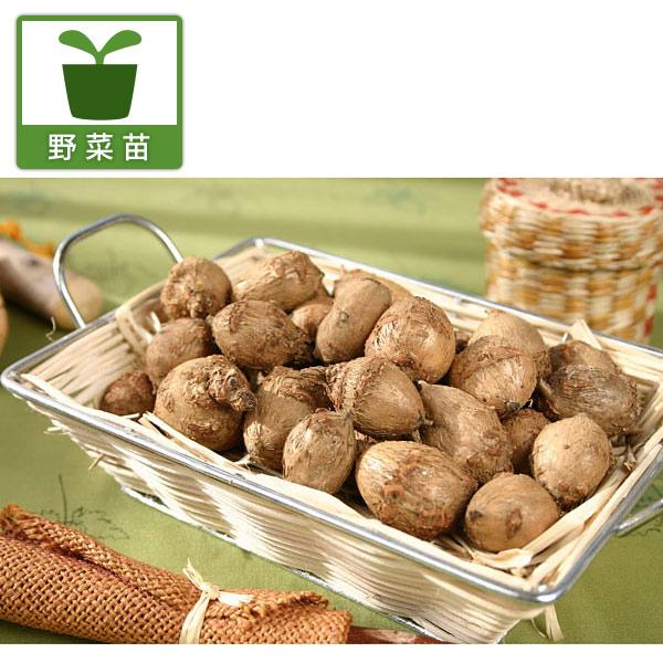 インディアンが古くから食べているという薬用芋。数珠のようにつながったイモのような塊茎を食用とします。とても甘くてよい香りがし、ゆでたり揚げたりしておいしく召し上がれます。栄養価も非常に高く、健康食品としても注目を集めています。夏に咲く花も美...