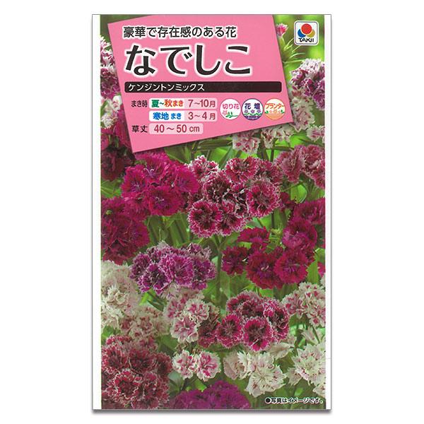 八重から半八重咲きの花でボリューム感があります。花色は色幅のあるバイカラーのミックスで、切れ込みのある可愛らしい花弁が特徴です。アレンジ用の切花として、また花壇でも楽しめます。※詳しい商品説明は下のほうに記載があります