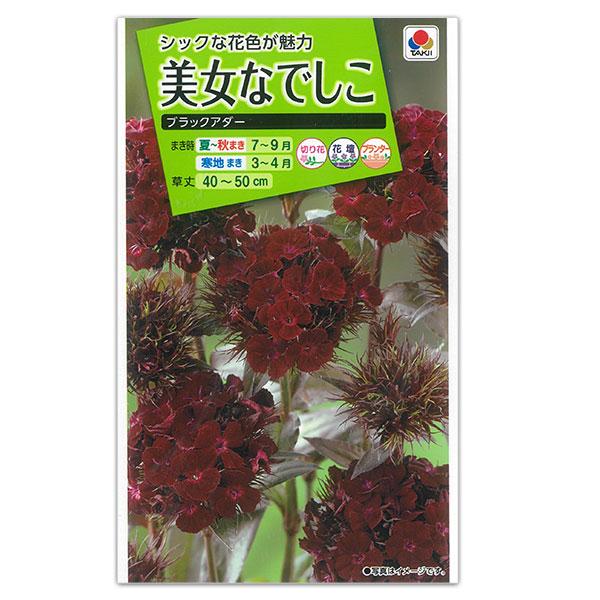 クリムゾン（濃い赤〜茶色）の花色が特徴の品種です。葉色も低温期には黒みを帯びます。切り花でも花壇でも楽しめます。切り花アレンジでは特に存在感を発揮します。※詳しい商品説明は下のほうに記載があります