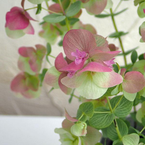 ★高温の影響で花に傷みがあるため特価です★★入荷から日数が経ったためセール価格となりました。商品の状態は画像と異なる場合があります。★ユノは美しく色づく苞葉を観賞する花オレガノです。ケントビューティーよりもピンクの花色が濃く印象的です。開花...