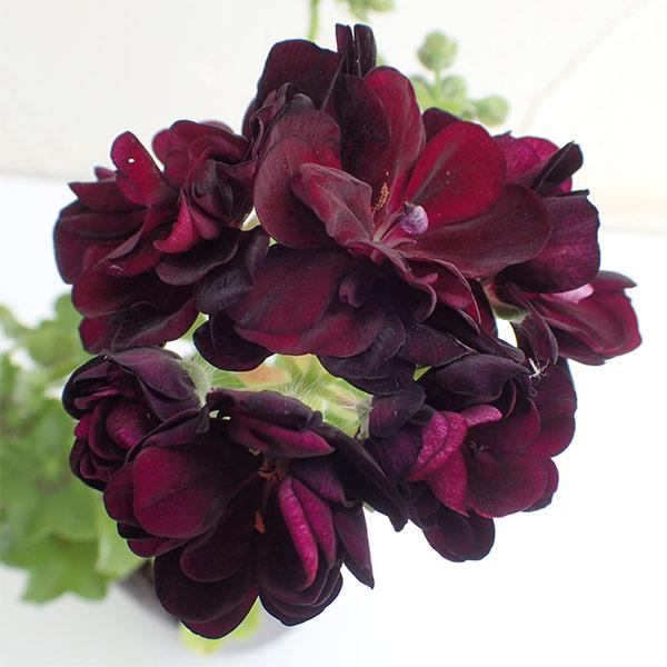 八重系の人気シリーズ・シビル アイビーゼラニウムの人気シリーズ、シビル。まるでバラの蕾のような豪華な八重花。また、花立ちが非常に良く、節間が短くコンパクトな草姿で株がまとめやすい品種です。ほふく性のゼラニウムの仲間で、葉がアイビーに似ていま...