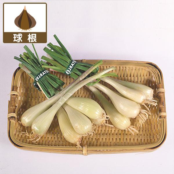 【発売日：2026年08月27日】酢漬けでおいしいラッキョウの球根です。根つき、葉つきで若取りすれば、生食用エシャロットとしても利用できます。さわやかな香りが人気です。生でサラダやもろみ味噌をつけてお酒のつまみに召し上がってください。※詳し...