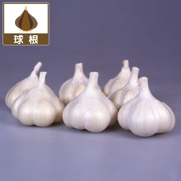 【発売日：2026年08月27日】家庭菜園で育てるニンニクの球根です（中国産・上海種）。ニンニクは古代エジプト時代から疲労回復、栄養補給のために愛用されてきました。糖質、無機質、ビタミンB1が豊富な野菜です。※詳しい商品説明は下のほうに記載...