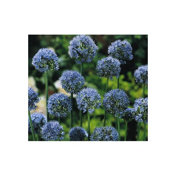 アリウムはユリ科の球根植物。品種がとても多く、バラエティに富んだ花が楽しめます。開花期が長く、茎も丈夫なので切花にしても楽しめます。カエルレウムは青花の小輪品種。1茎に多数の花を咲かせます。※詳しい商品説明は下のほうに記載があります