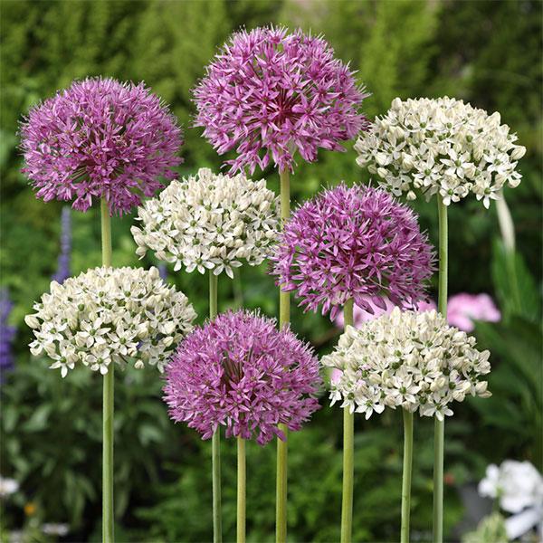 アリウムはユリ科の球根植物。品種がとても多く、バラエティに富んだ花が楽しめます。開花期が長く、茎も丈夫なので切花にしても楽しめます。紫と白のアリウムの組み合わせ球根セットです。花壇に植えると、お互いに花色を引き立てます。品種は紫がパープルセ...