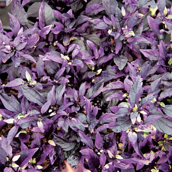 花壇や寄せ植えにおすすめのカラーリーフ シックな葉色の観賞用トウガラシです。薄紫から白色の斑入り葉が美しく、果実も、濃い紫色が美しく、コンテナや寄せ植えのアイテムとしても最適です。株はよく分枝し、ピンチや刈り込み、整枝をしなくても大きく成長...