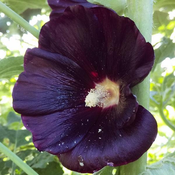 ブラックマロウ・タチアオイ・黒いビロードのような花・世にも不思議な真っ黒なティーに 花の少ない夏場に楽しく花壇を彩るホリホック（タチアオイ）。この品種はとても印象的でビロードのような質感のブラックの花を咲かせます。大柄で夏の暑さに負けない力...