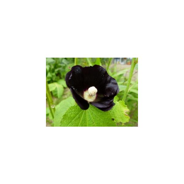 ブラックマロウ・タチアオイ・黒いビロードのような花・世にも不思議な真っ黒なティーに 花の少ない夏場に楽しく花壇を彩るホリホック（タチアオイ）。この品種はとても印象的でビロードのような質感のブラックの花を咲かせます。大柄で夏の暑さに負けない力...