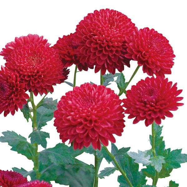 そのまま植えるだけで楽しめる手間なし菊。摘芯済みの大株を1つのポットに3本植えにした菊苗です。そのまま植えるだけで手間をかけなくても開花時期にはきれいな花が楽しめます。花壇や切り花にとても便利です。※詳しい商品説明は下のほうに記載があります