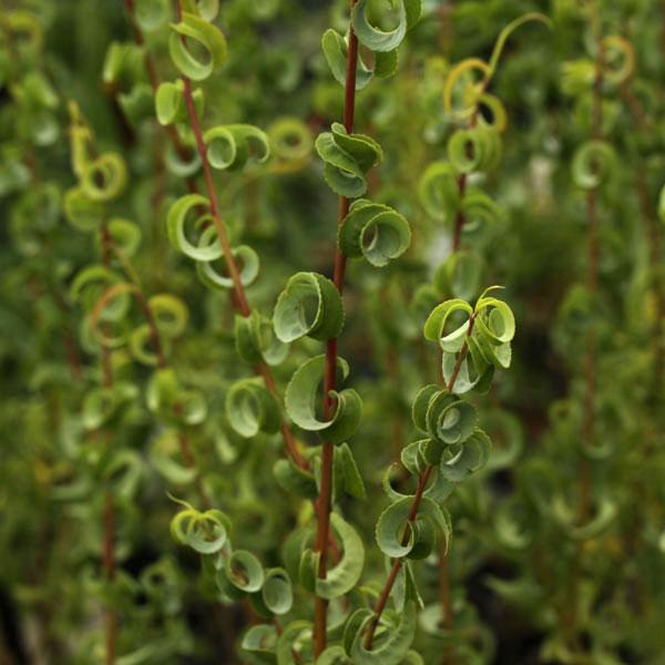 葉が丸くまいてメガネのようになっているのでメガネヤナギの名があります。若枝は直立しますが、やがて弧を描くように垂れ下がります。個性的な姿が楽しい品種です。※詳しい商品説明は下のほうに記載があります