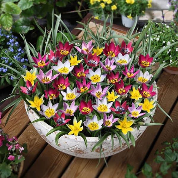 植えっぱなしで毎年花を咲かせるミニチューリップのお得用パックです。原種系の品種ミックスで、明るい色が多く、まとめて植えるととても華やかになります。※詳しい商品説明は下のほうに記載があります