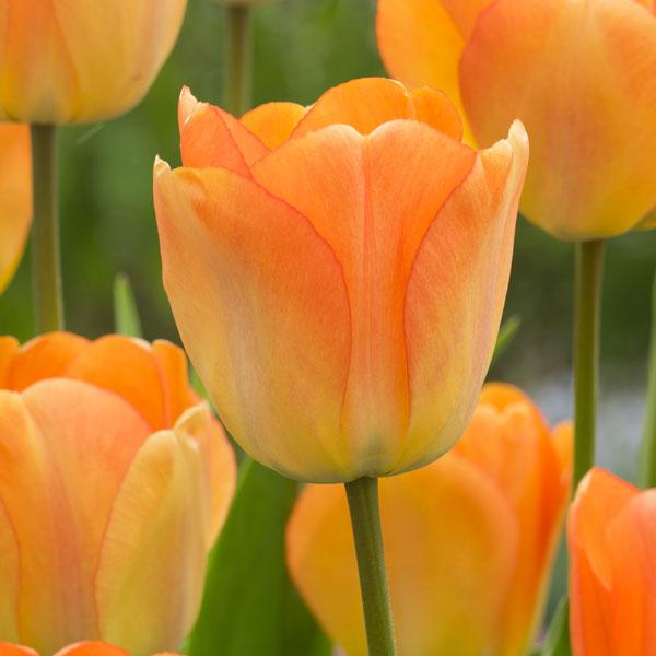 人気のチューリップ。デイドリームはオレンジ色の花弁の下部にクリーム黄色のぼかしが入る2色咲き品種です。※詳しい商品説明は下のほうに記載があります