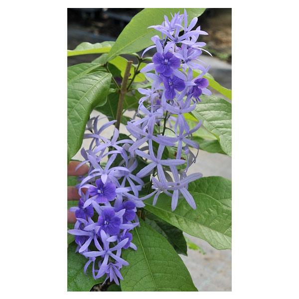 ペトレア・ヴォルビリスはつる性の低木で、春先から秋にかけて長く花を楽しめます。花が枝先に房状につくので「女王の花輪」の英名があります。小株でもよく花をつけます。花弁は早々に散りますが、花後に紫色に色づいたガクが残り観賞できます。大輪種は一般...