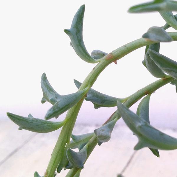 葉っぱがイルカの形をしているセネシオです。多肉植物の仲間で、グリーンネックレスや三日月ネックレスに近い品種です。鉢植えで乾燥気味に育ててください。※詳しい商品説明は下のほうに記載があります