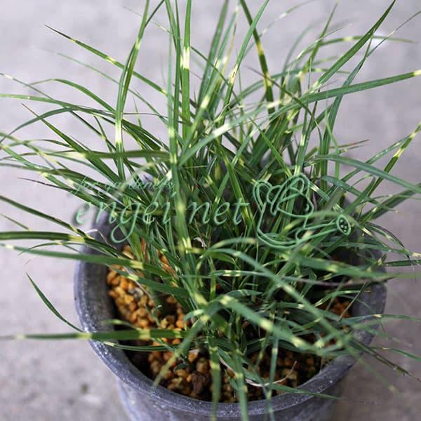 ヤハズススキのコンパクトタイプ。普通のヤハズススキほど大きくならないので、寄せ植え材料にもお使いいただけますよ。※詳しい商品説明は下のほうに記載があります