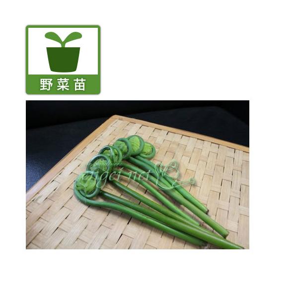 ゼンマイは日本各地の山や丘陵に生えるシダの仲間。ポピュラーな山菜として古くから食用にされています。春先に出る若芽を保存食にします。★春以降はシダの状態、秋〜冬は地上部が枯れた状態でのお届けです。※詳しい商品説明は下のほうに記載があります