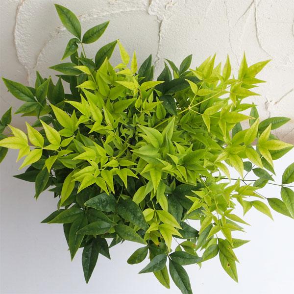 鉢植え・庭の植栽・生け垣・列植えに 美しいイエローリーフのナンテンです。明るい黄色の新葉は、葉の生育時期の間はさわやかな黄色〜ライムグリーンの色となり、成熟した葉は濃緑色へと変化していきます。冬季は黄色く黄葉します。初夏に白い花を咲かせます...