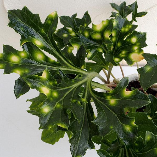 九天玄女（キュウテンゲンニョ）は小葉性で春にモミジ葉に蛍のような斑が入り、葉が内向きにカールして筒葉となる春芸の品種です。春以外は葉が平面に戻り、蛍斑も薄くなります。冬に黄色の花を咲かせます。ツワブキは日本人にはなじみの深い定番品種です。清...