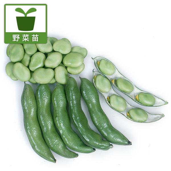 【発売日：2026年11月20日】育てやすいそら豆の苗を植え付けが楽なカットパックでお届けします。おつまみに最適、甘くておいしいそら豆です。一寸そらまめは耐寒性の強い晩生種。栽培しやすく、短く太ったサヤの中に大粒の豆が入ります。1パックで1...