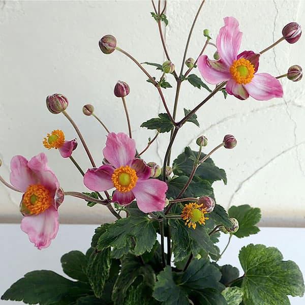 秋明菊チャボの斑入りの品種です(出願番号31559号)。花の咲いていない時期でも綺麗な斑入りを楽しめます。シュウメイギクは秋を彩る清楚な花。和風の庭には欠かせない、切花にも最適な宿根草です。チャボシュウメイギクは、早咲きのピンク一重花で、小...