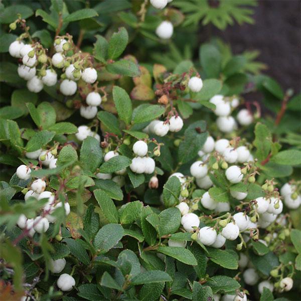 「白玉の木（しらたまのき）」は名前のとおり白い実がつく小低木で、赤い実のつくイワハゼを「アカモノ」というのに対し、「シロモノ」と呼ばれることがあります。常緑の葉は厚く光沢があり、葉脈が網目状に入り目立ちます。北海道、本州（中部、北部）、東北...