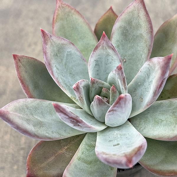 ★入荷から日数が経ったためセール価格となりました。商品の状態は画像と異なる場合があります。★エケベリアはメキシコとその周辺の中南米地域原産の多年草で、色鮮やかな葉が重なってロゼットを形成する、春秋生育型の多肉植物です。葉色は季節により変化し...