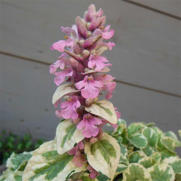 カラーリーフの人気のアジュガです。常緑で、日向から半日陰で元気に育ちます。耐寒性も強く、病虫害もないので、一度植えれば全く手間要らず。やせた土地でもどんどん増えるのも魅力です。そして、春には地面が覆われるほどたくさん、美しい花を咲かせます。...