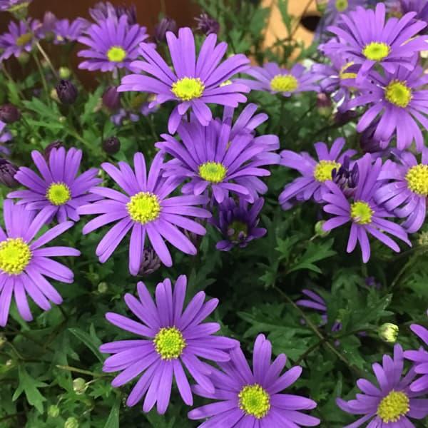 ★入荷から日数が経ったためセール価格となりました。商品の状態は画像と異なる場合があります。★鉢植え、寄せ植え素材として人気のブラキカム。ヒメコスモスとも呼ばれます。とても丈夫な植物で、誰でも育てられます。ブラスコバイオレットは開花期が長く、...