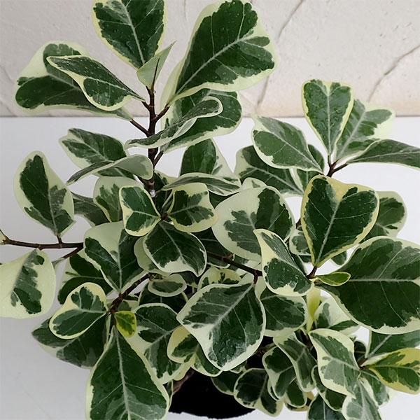ハート形にも見える葉にクリームホワイトの斑が入る、美しい葉の観葉植物。ベンジャミンやゴムの木と同じくフィカスの仲間です。ハートの木やハートボダイジュとも呼ばれています。吊鉢仕立てで楽しむのもおすすめです。※詳しい商品説明は下のほうに記載があります