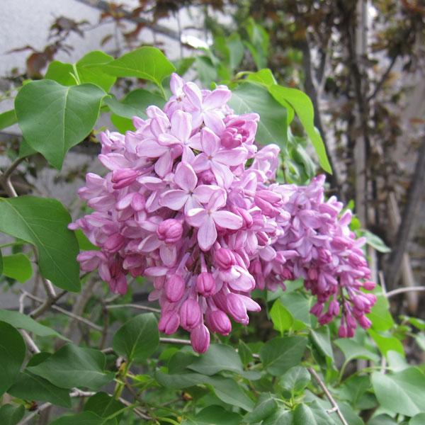 ★入荷から日数が経ったためセール価格となりました。商品の状態は画像と異なる場合があります。★別名リラと呼ばれ枝先に円錐状の小花をたくさん付け、周囲に芳香を漂わせます。庭木としても楽しめ、鉢植えで小振りに育てることもできます。昔は暑さに弱かっ...