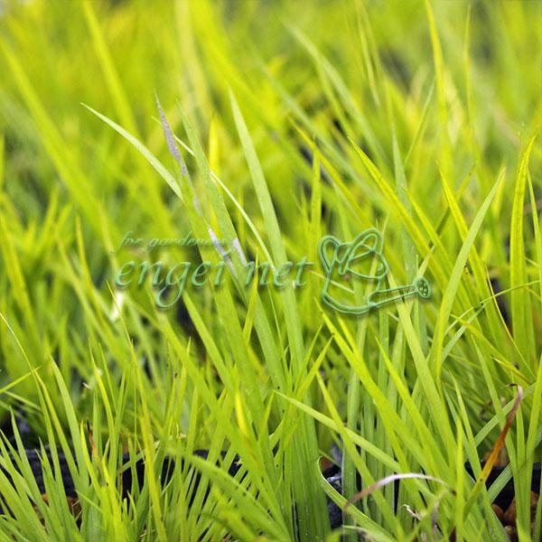 黄金姫セキショウは、明るいライムグリーン色の小型品種。セキショウは和風庭園の流れや縁やつくばいの添え、下草等に古来から利用されています。。石組みや砂利などでアレンジすれば、素敵な和風庭園の雰囲気をかもし出してくれます。お部屋のインテリアプラ...