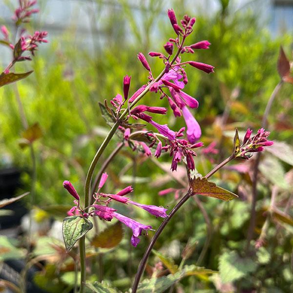 丈夫な宿根草、アガスターシェ。ボレロはアガスターシェの銅葉品種。紫桃色の花と銅色葉とのコントラストがとても美しく、暑さにも寒さにも強いので毎年楽しむことができます。 ※詳しい商品説明は下のほうに記載があります