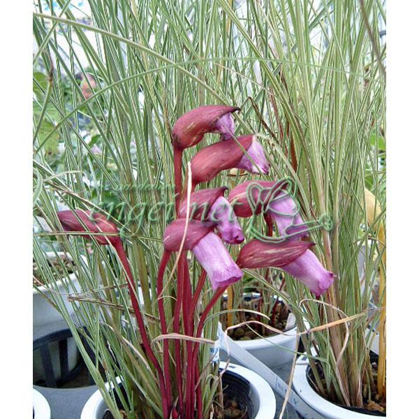 ナンバンギセルは日本全国でみられる1年生の寄生植物です。ススキ、ミヨウガ、オカボやサトウキビの根に寄生します。こちらは人工的にススキの鉢植えに寄生させたものです。葉は退化しておりほとんどありません。栄養分は寄生した植物から吸収します。8〜9...