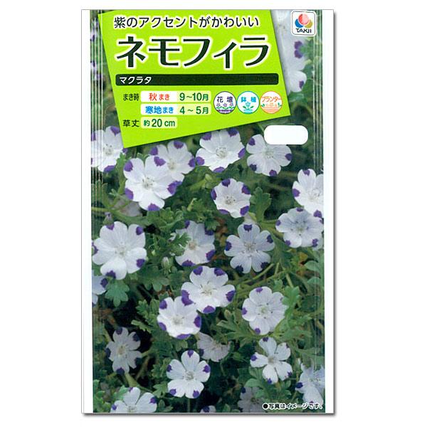 種　タネ　白い一重のカップ咲きの花びらのふちに、紫の斑点が入るかわいいネモフィラ。花数が多く、やせ地でもよく育つ、栽培容易な人気の品種です。※詳しい商品説明は下のほうに記載があります