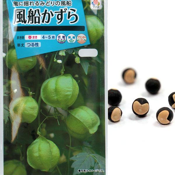 夏から秋にかけて、直径3cmあまりの風船のような果実を多数つけるつる性植物です。果実は初めは緑色をしていて、熟すと茶色になります。その中から取れる種はハートの型がくっきりと浮かび上がっているかわいらしい種です。生育旺盛で、蔓をよく伸ばして葉...