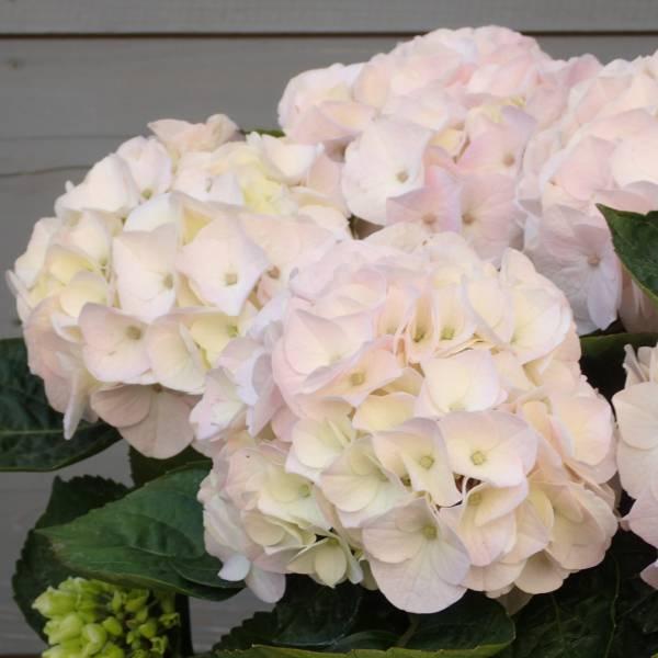 ★この商品は苗木です★デンマークSchroll社で育種されたハイドランジアで白からピンクに変化するテマリ咲きのアジサイ。淡い色合いがとてもキュートです。花持ちもよく、咲き進むとさらにアンティークグリーンの夏色へと変化し長く楽しめます。※詳し...